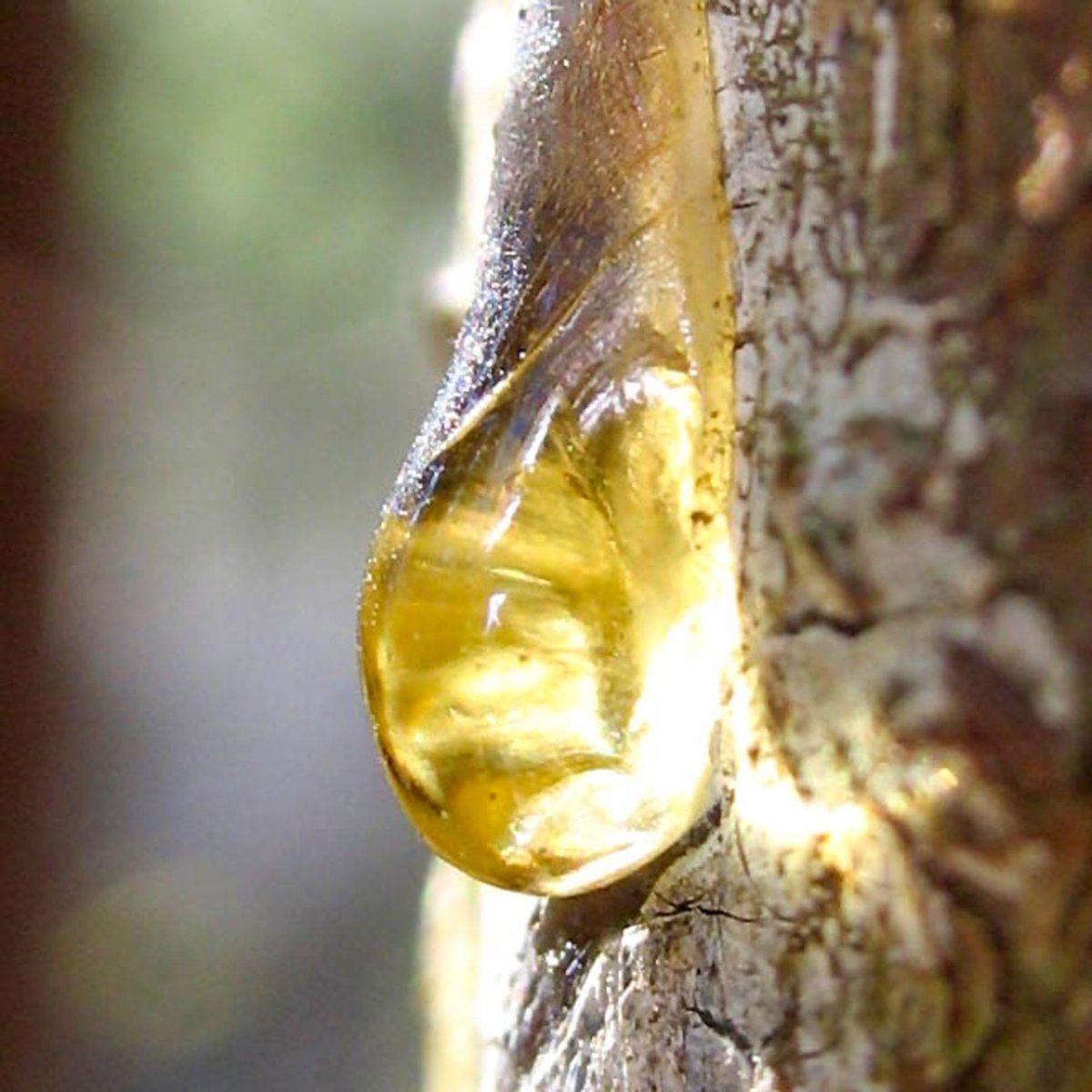 Giv din parfume et originalt strejf med resin noter